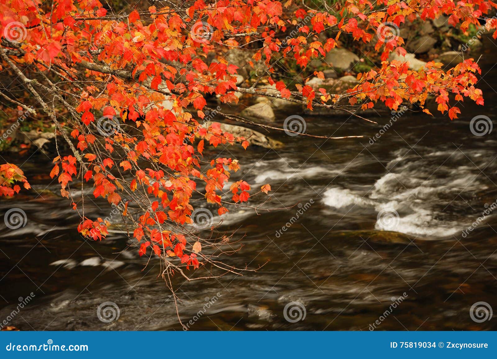 Tree Branches and Red Leaves Above Flowing River Stock Photo - Image of ...