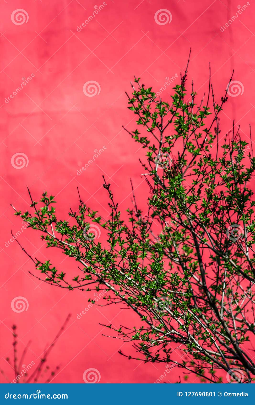Tree Branches on Red Wall stock image. Image of street - 127690801