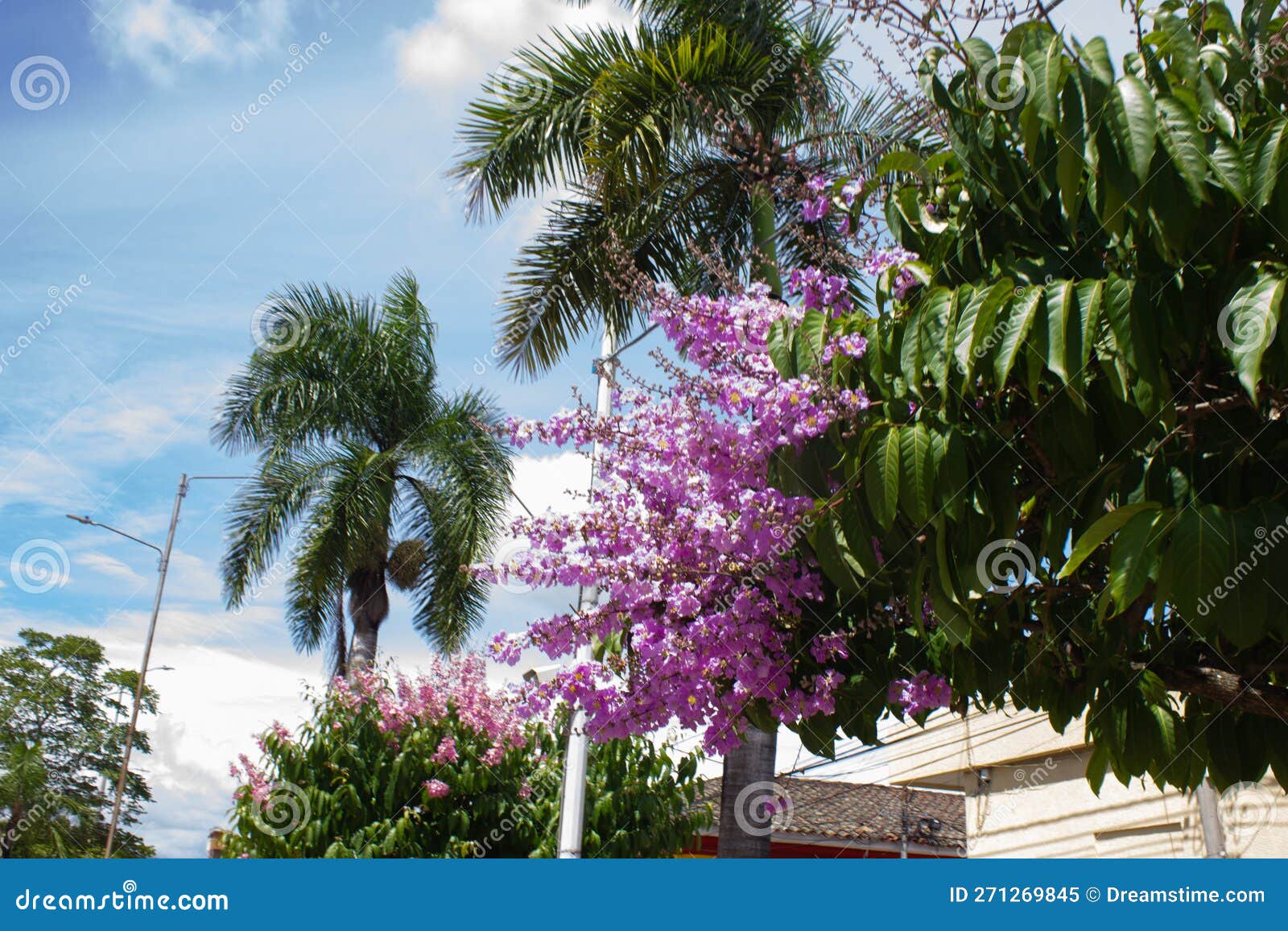 Tree Branches beside the Road Stock Image - Image of road, branch ...