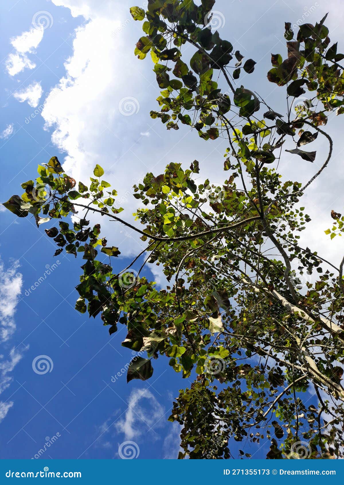 Tree Branches beside the Road Stock Image - Image of grass, autumn ...