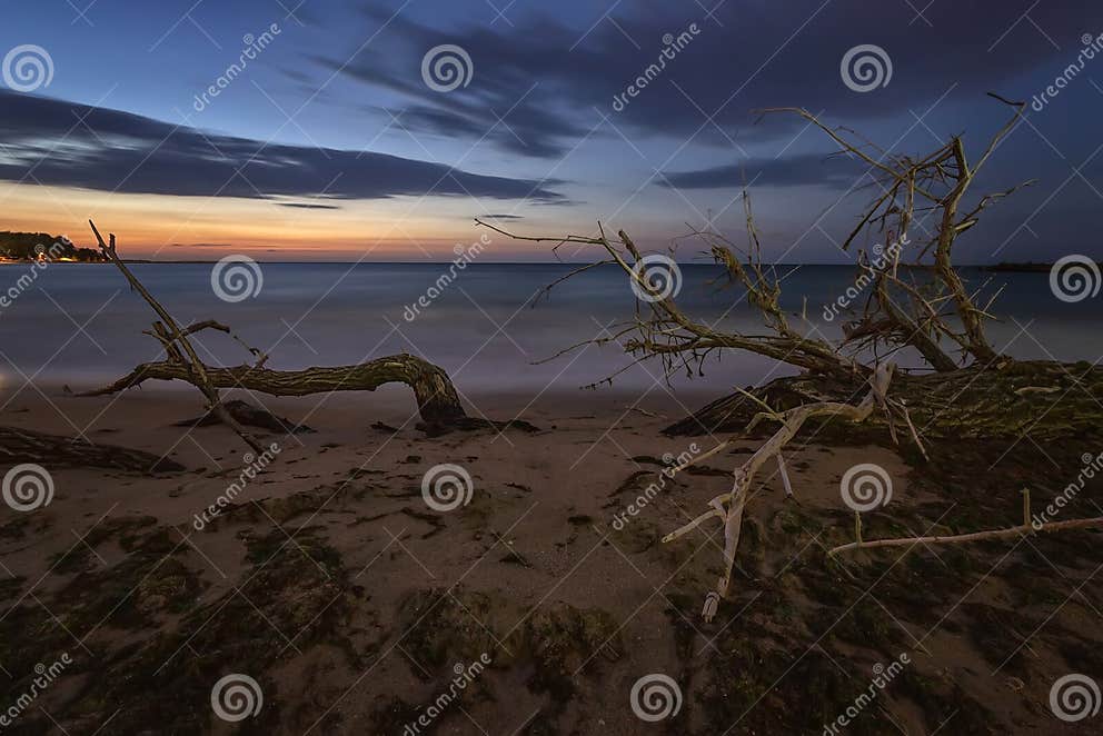 Tree Branches and Roots on the Beach. Stock Photo - Image of dusk ...