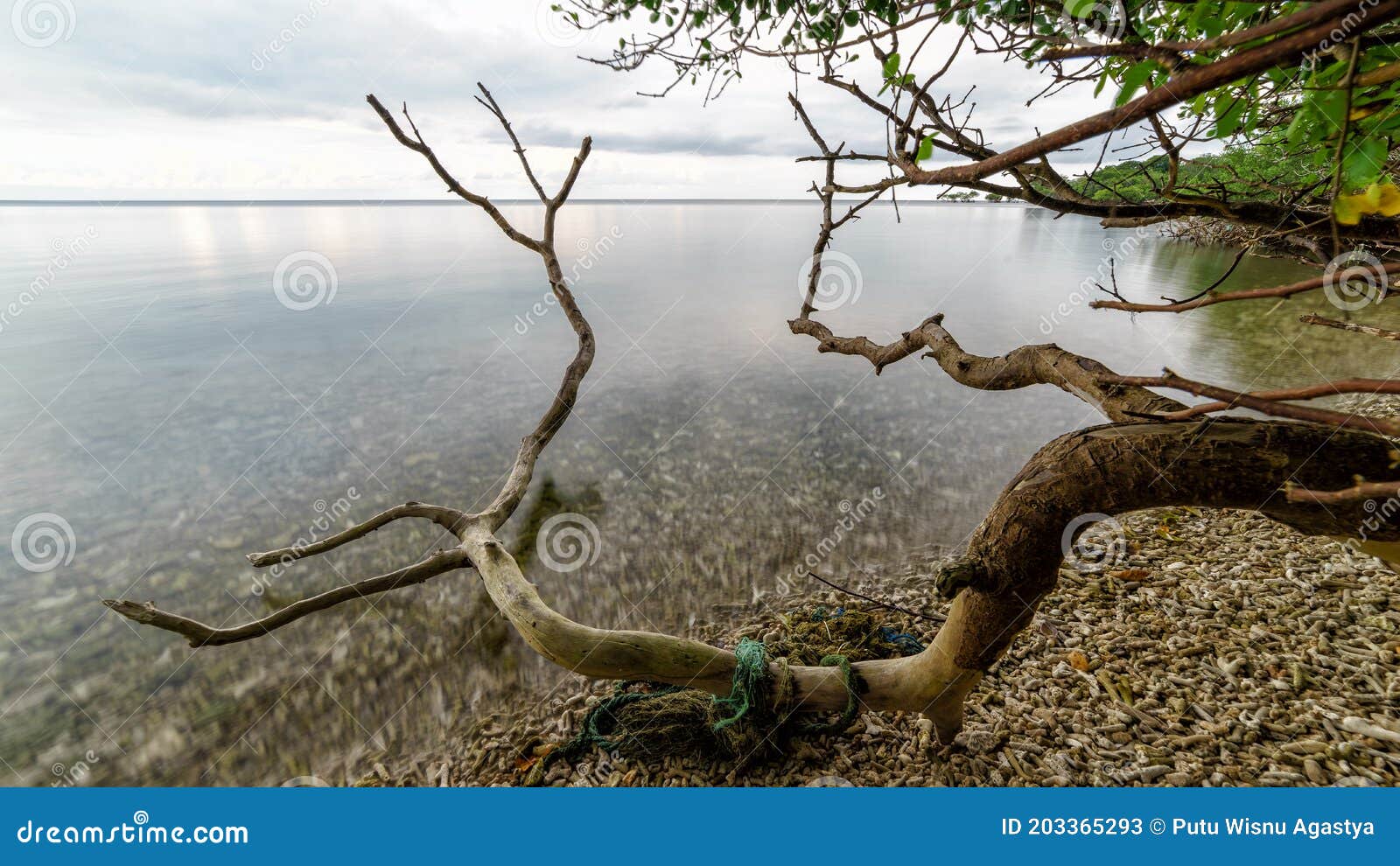 Tree Branches by the Sea Shore Stock Image - Image of twig, wilderness ...