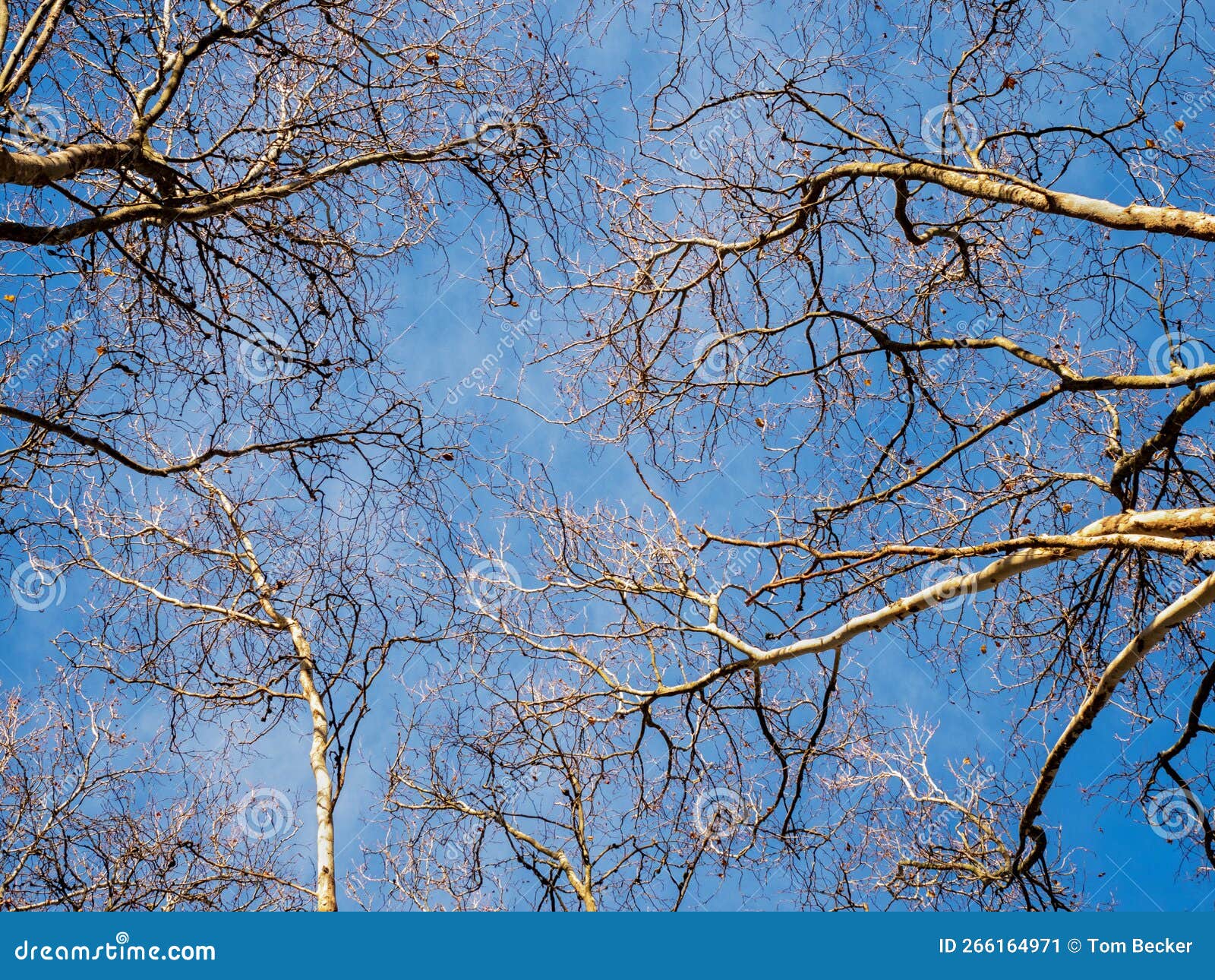 A Canopy of Bare Branches are Shown Against a Deep Blue Sky Stock Image ...