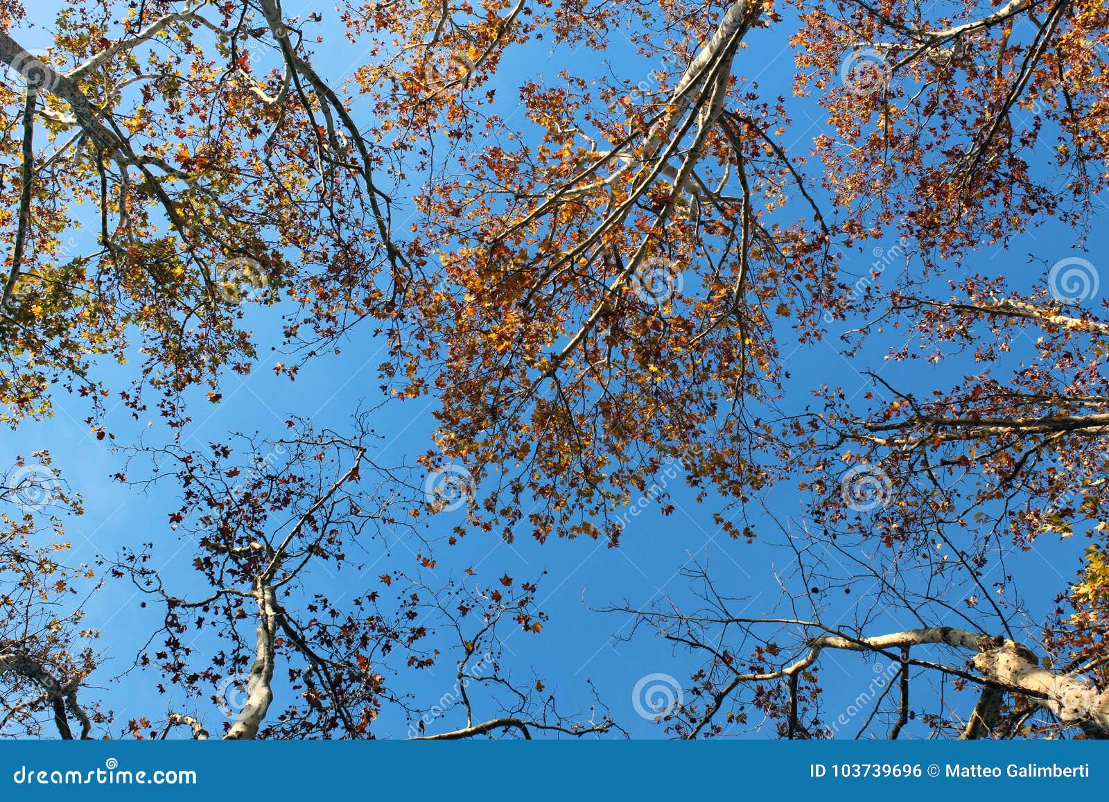 Tree Branches Seen from Below Against Blue Sky Stock Photo - Image of ...