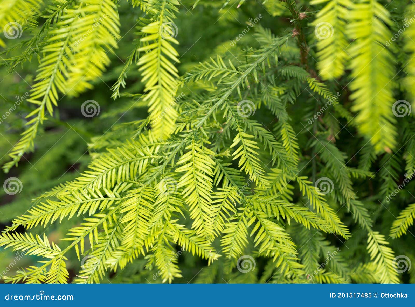 Tree branches of sequoias stock image. Image of background - 201517485