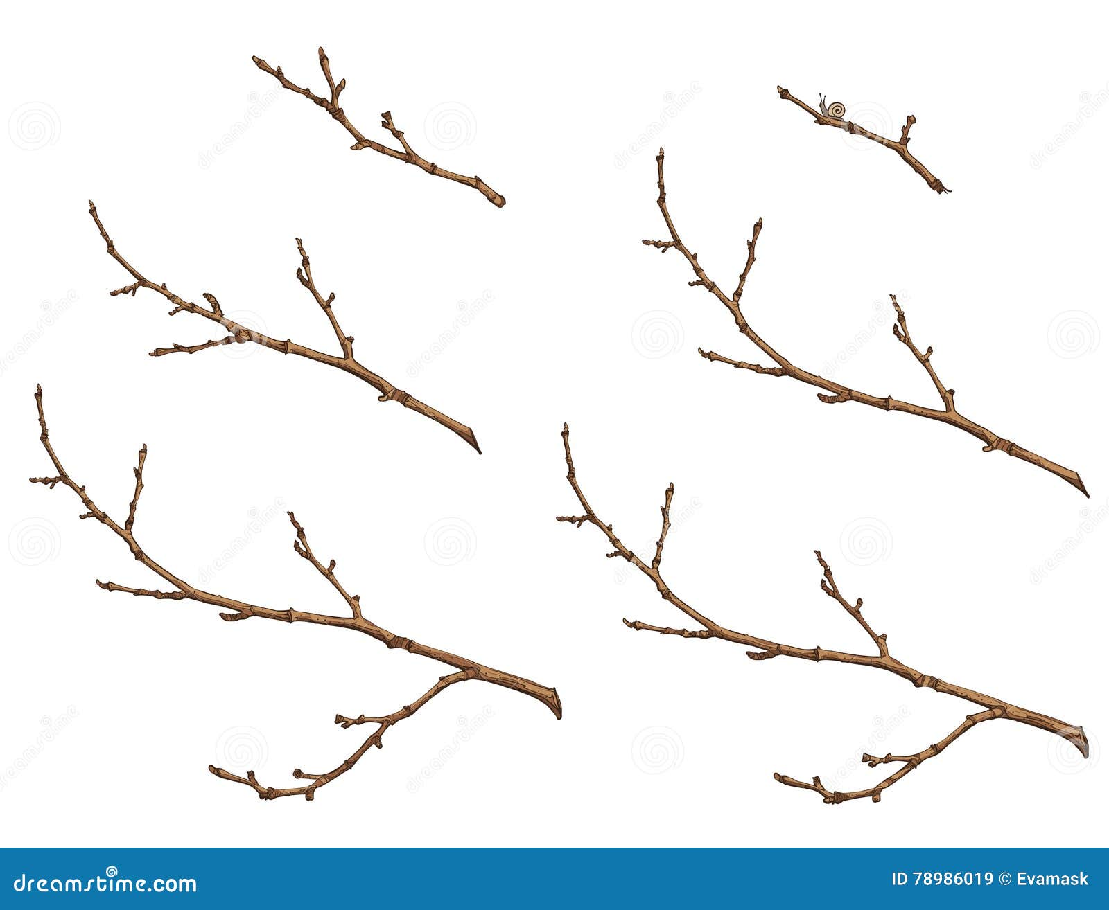 Tree branches stock vector. Illustration of growth, botany - 78986019