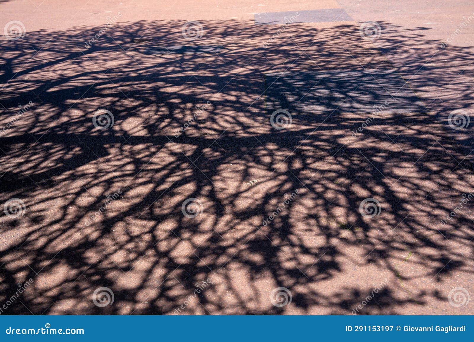 Tree Branches Shadow on the Ground Stock Image - Image of nature, shade ...