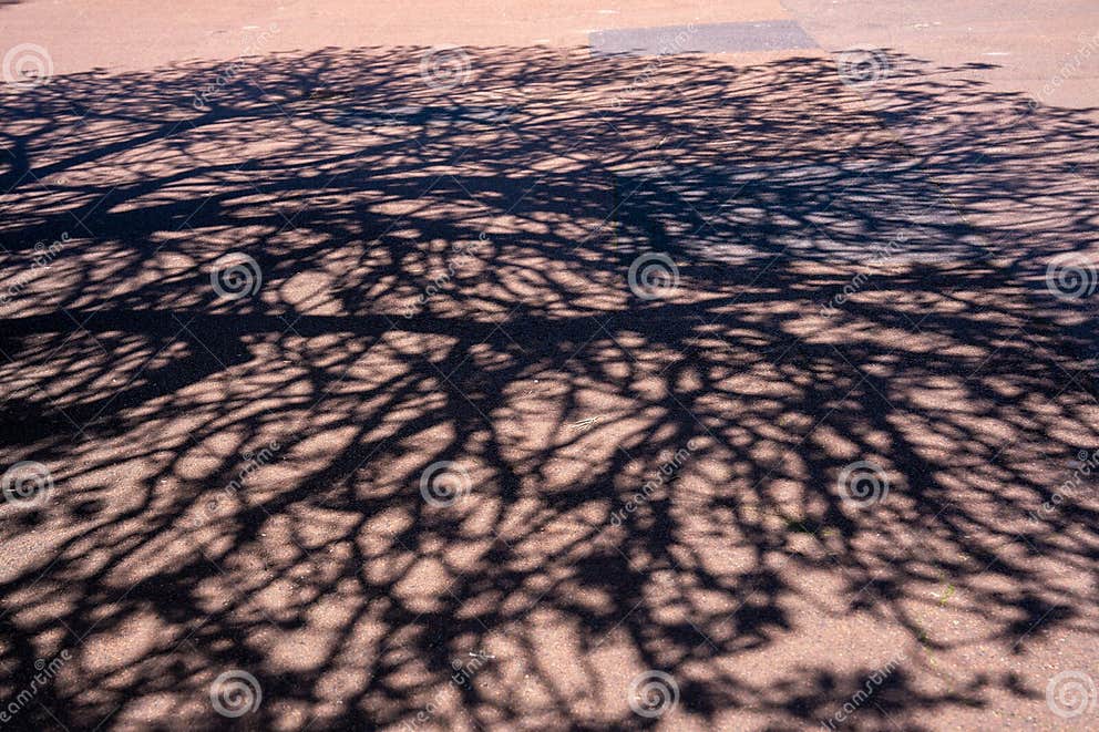 Tree Branches Shadow on the Ground Stock Image - Image of nature, shade ...