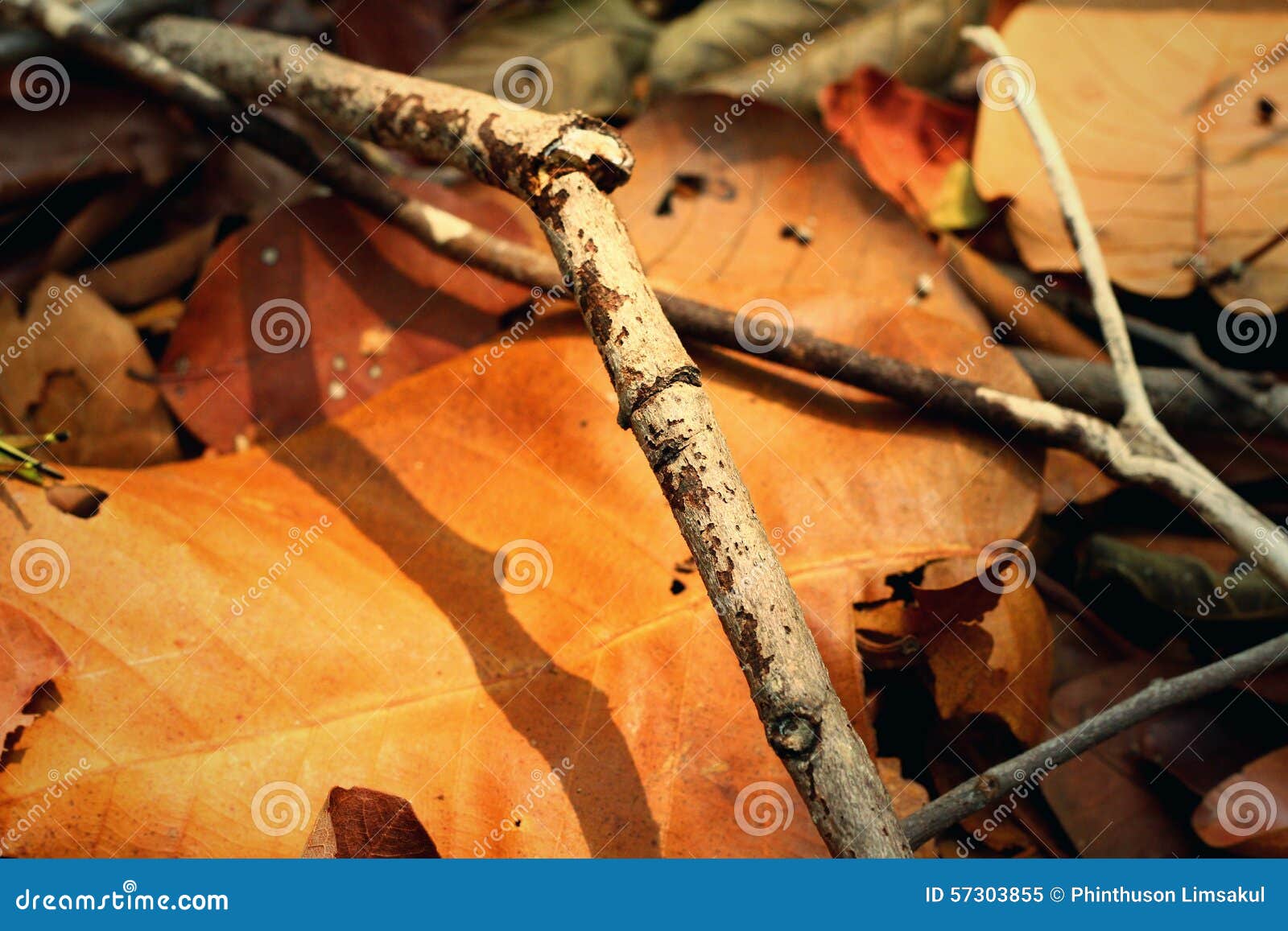 Tree branches and shadow stock image. Image of wild, twigs - 57303855