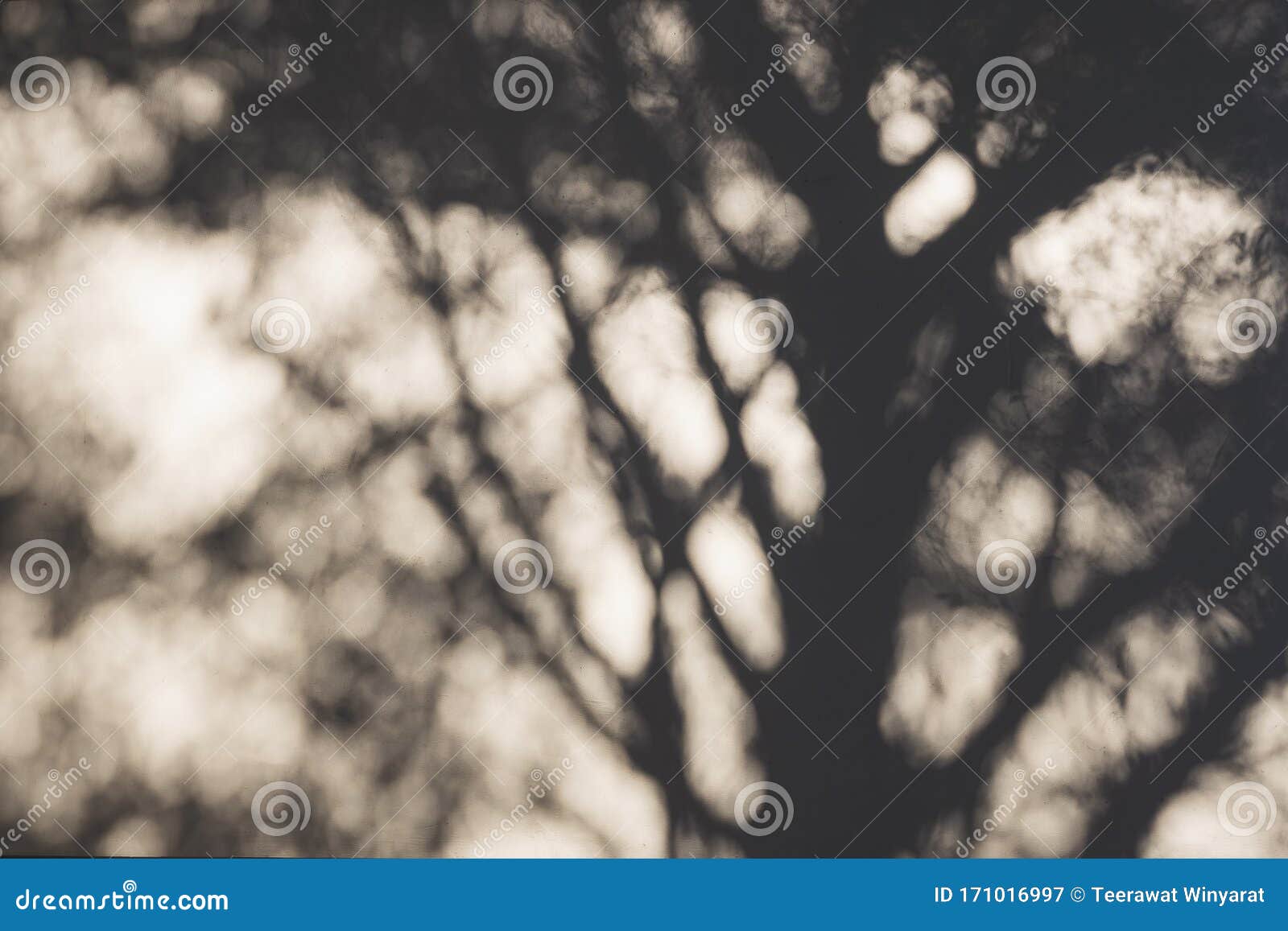 Tree Branches Shadow on Wall Nature Abstract Blur Background Stock ...