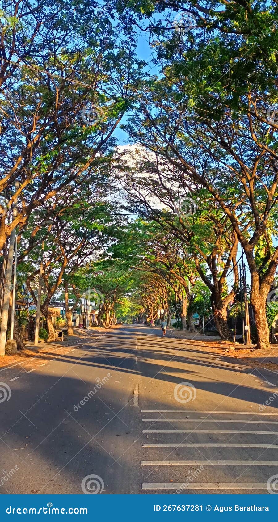 Tree Branches Shaking Hands in the Sunlight Stock Image - Image of ...