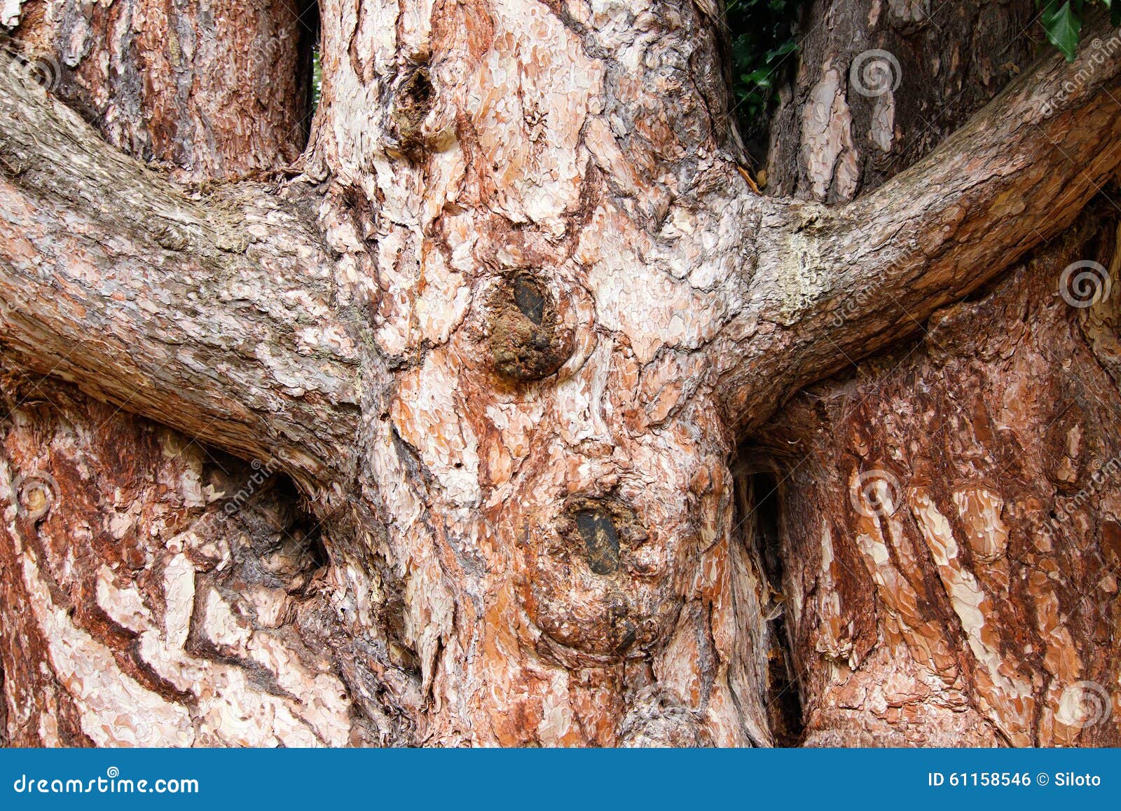Tree Branches in the Shape of a Cross Stock Photo - Image of branch ...
