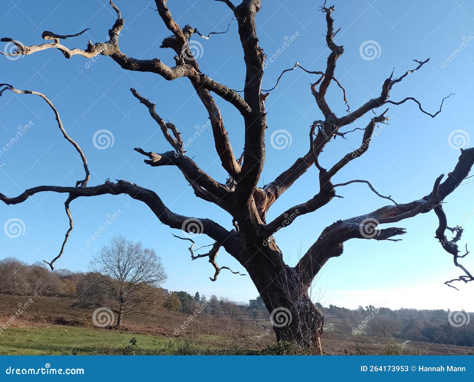 Tree, Branches, Shape S, Winding Branches, Perch, Wilderness, Dieback ...