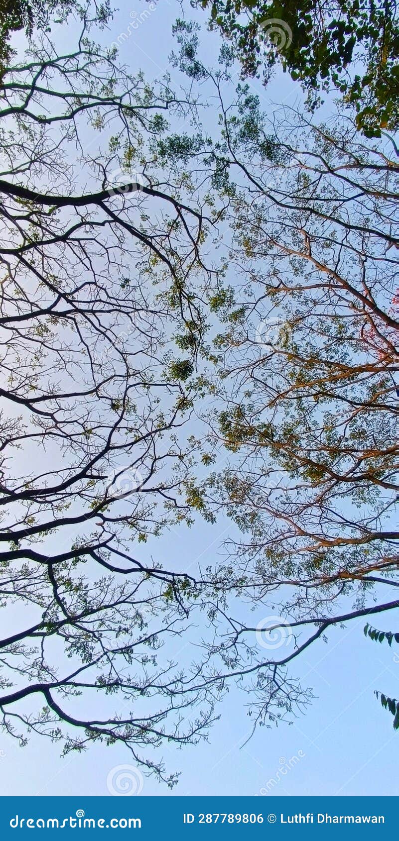Tree Branches Shot from Below with Blue Sky As Background Stock Photo ...