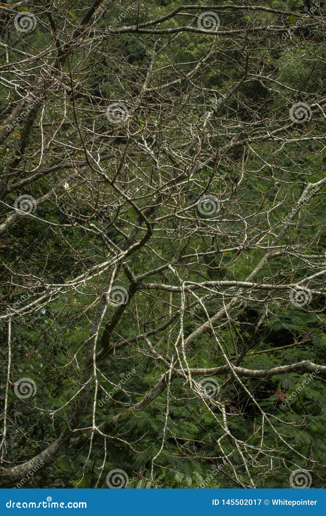 Tree Branches Shot from the Top Stock Image - Image of color, leaf ...