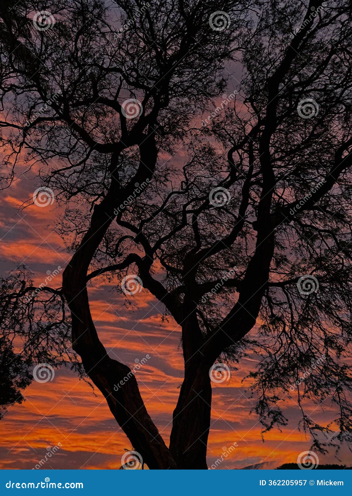 Tree Branches Silhouette Red Sky Sunset Vertical Stock Image - Image of ...