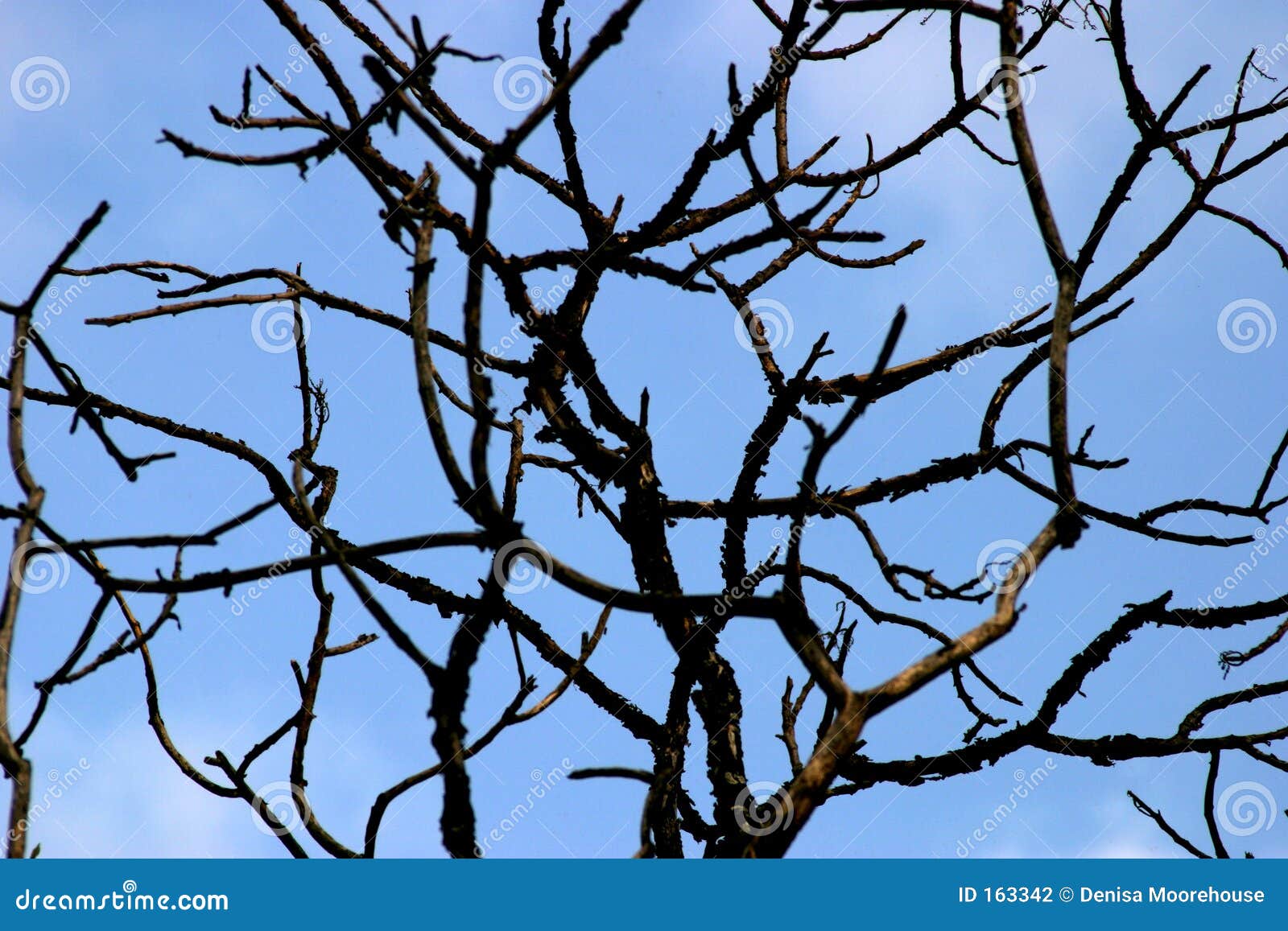Tree branches and sky stock photo. Image of environmental - 163342