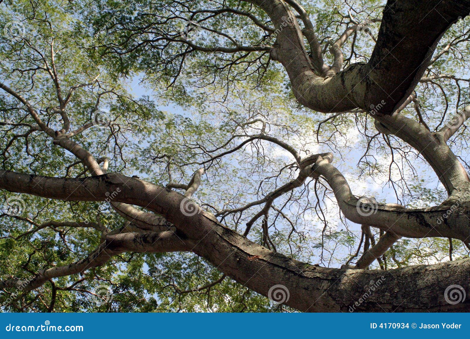 Tree branches and sky stock photo. Image of skies, tree - 4170934