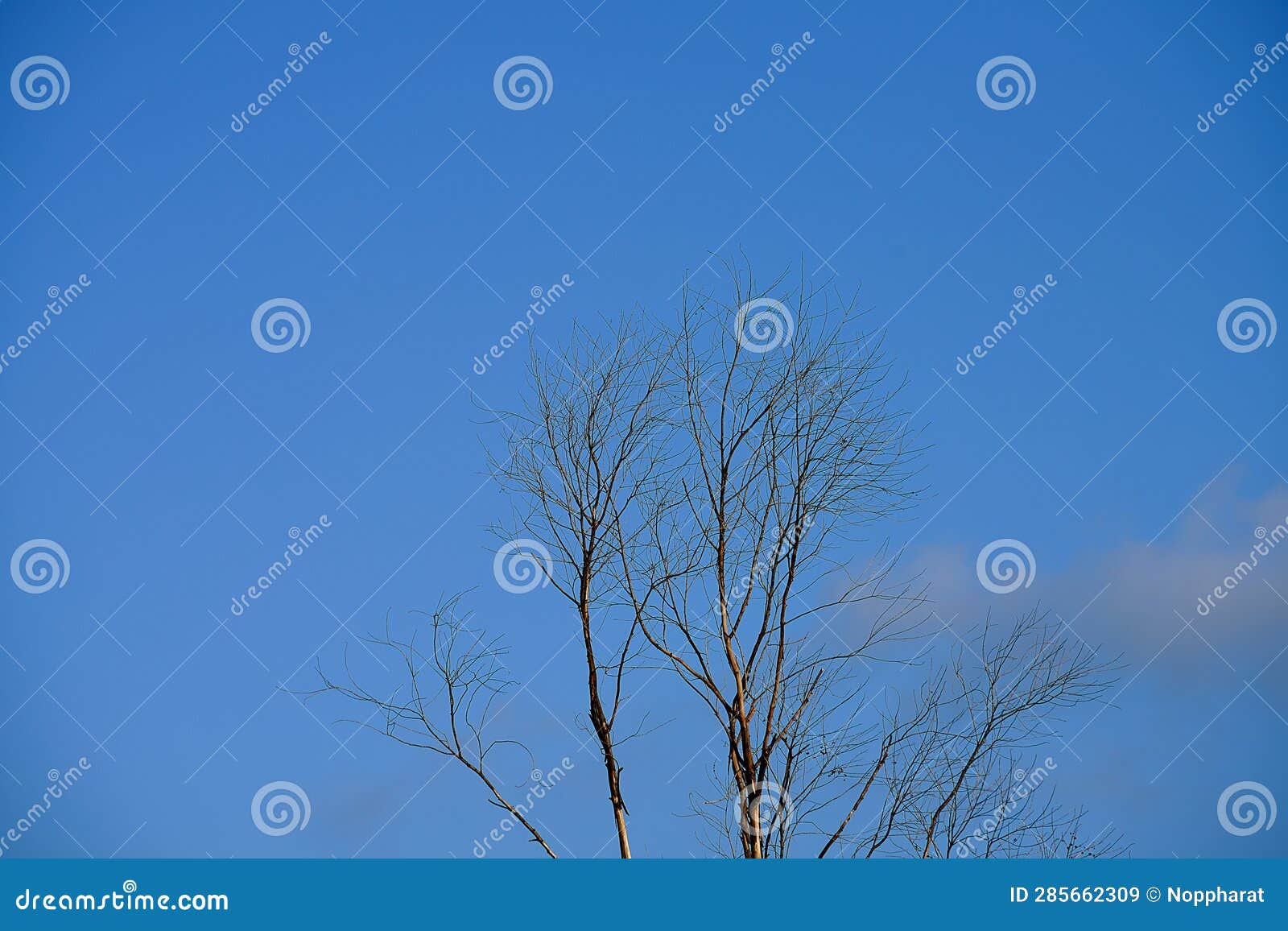 Tree Branches with Sky in the Background Stock Image - Image of black ...