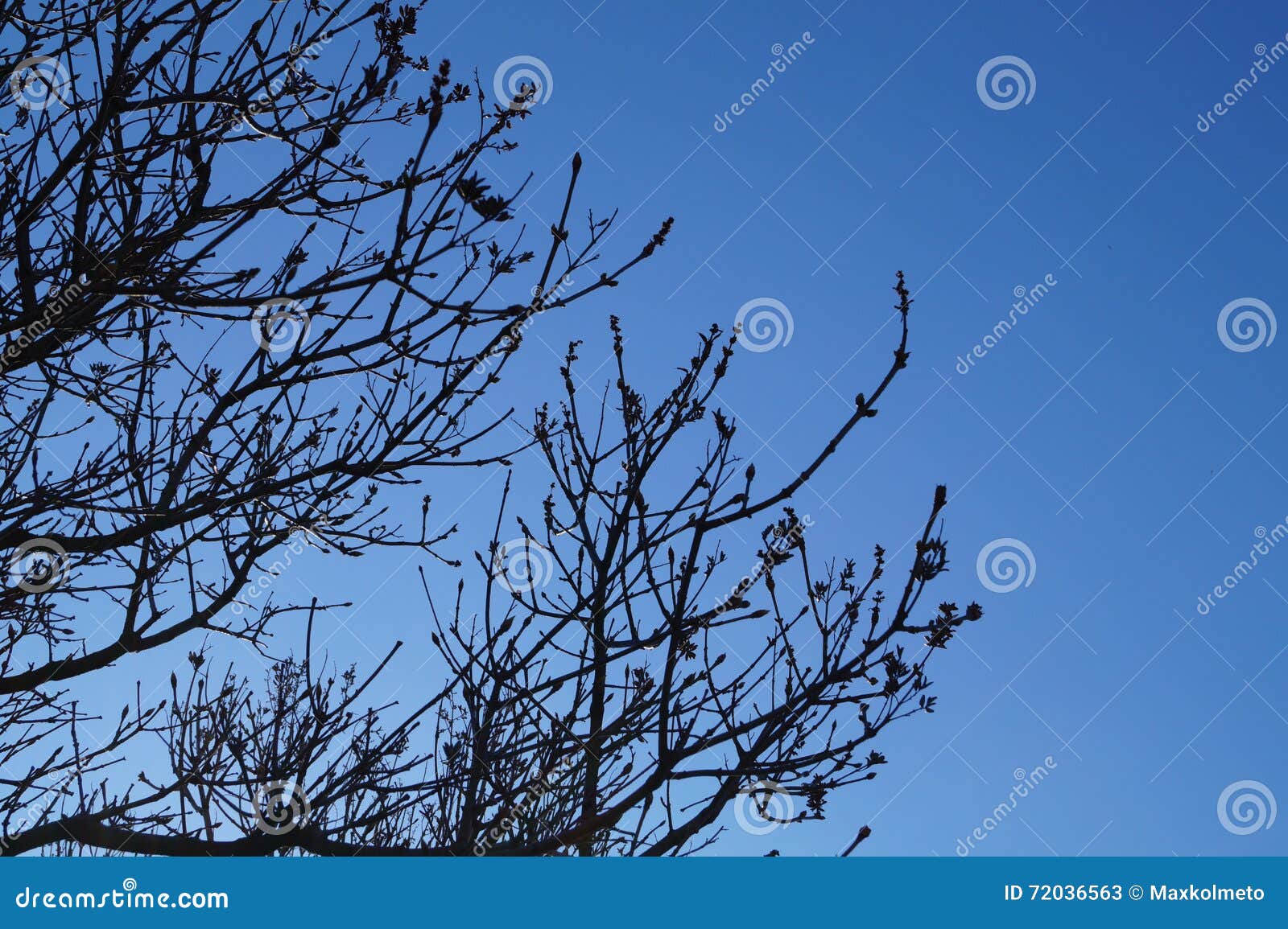 Tree Branches with the Sky Background Stock Image - Image of wooden ...