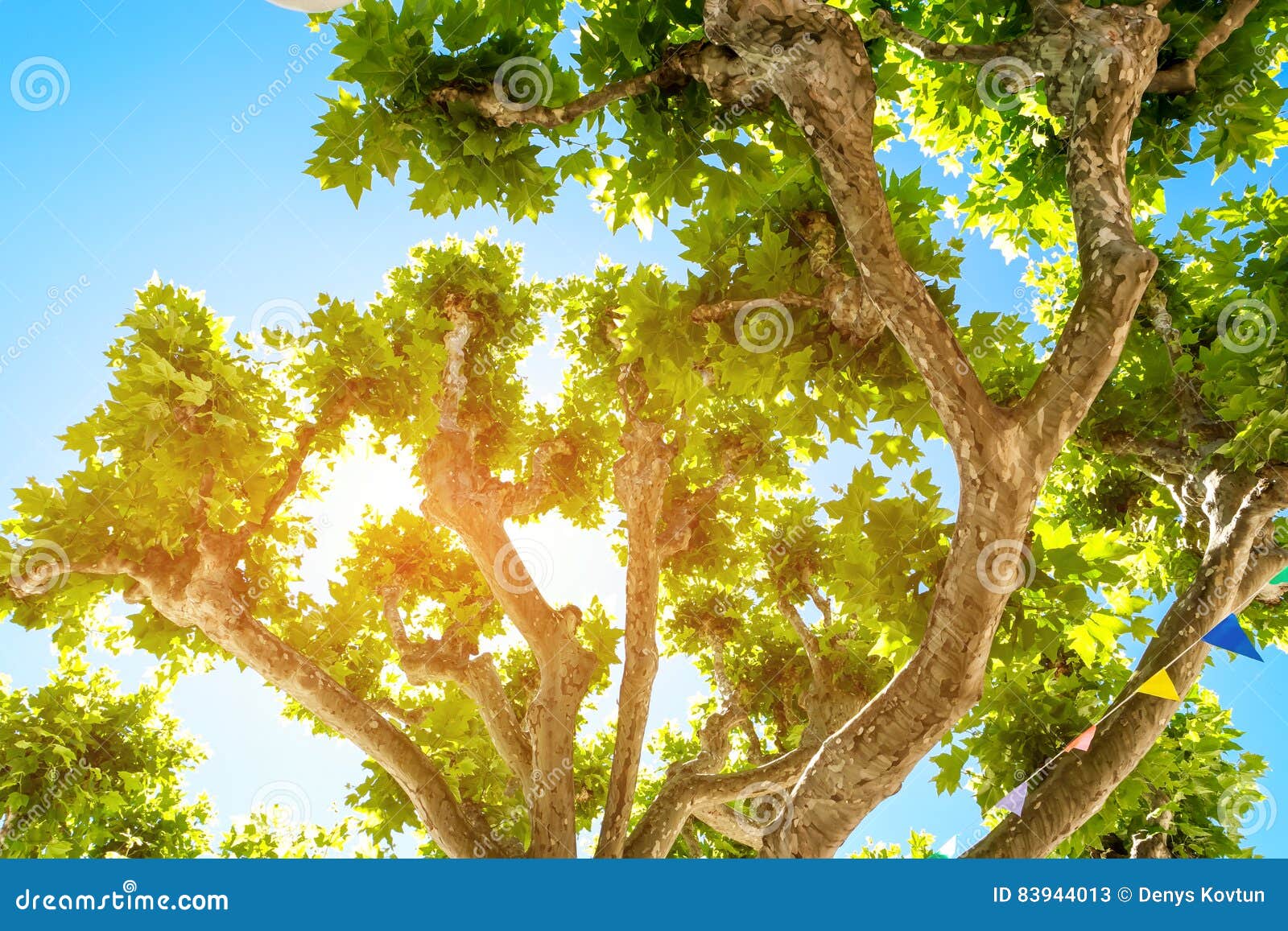 Tree Branches on Sky Background. Stock Image - Image of forest ...