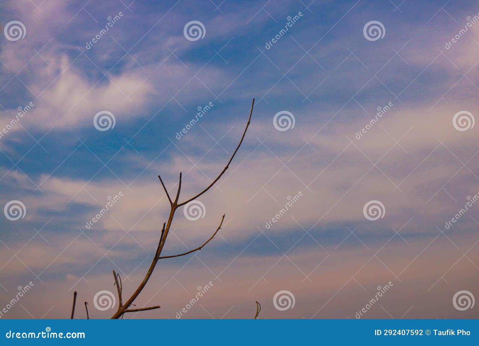 Tree Branches with Sky Background. Stock Photo - Image of branches ...