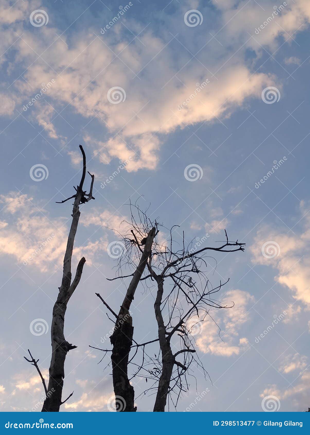 Tree branches and sky stock image. Image of branches - 298513477