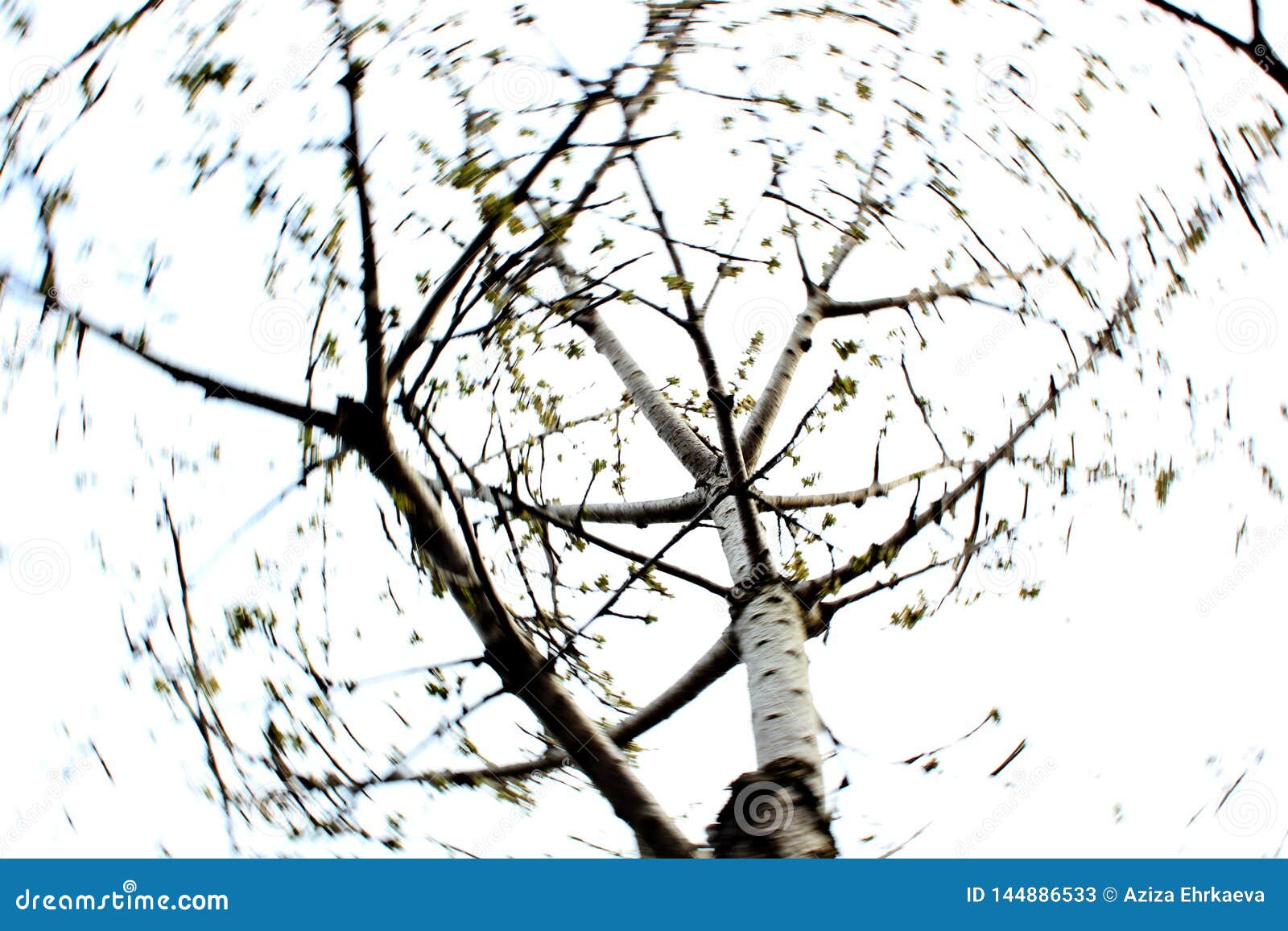 Tree Branches and Sky Circling Stock Image - Image of tree, movement ...