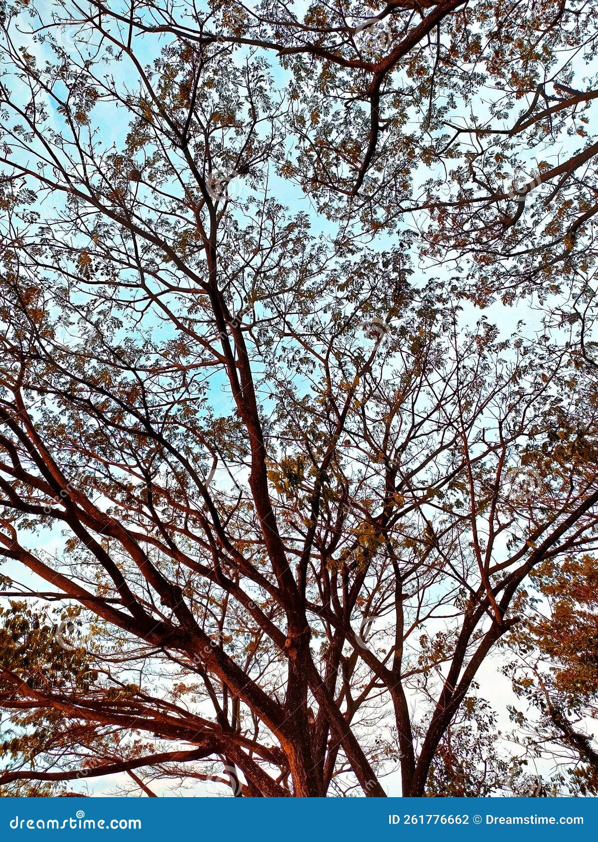 Tree Branches and Sky in the Evening Stock Photo - Image of sunlight ...