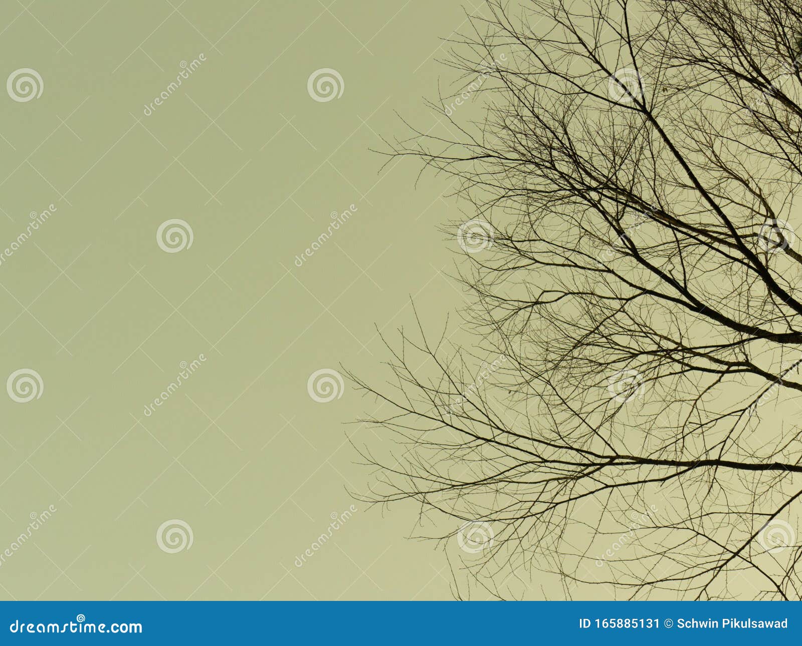 Tree Branches and Sky in the Evening Stock Image - Image of growth ...