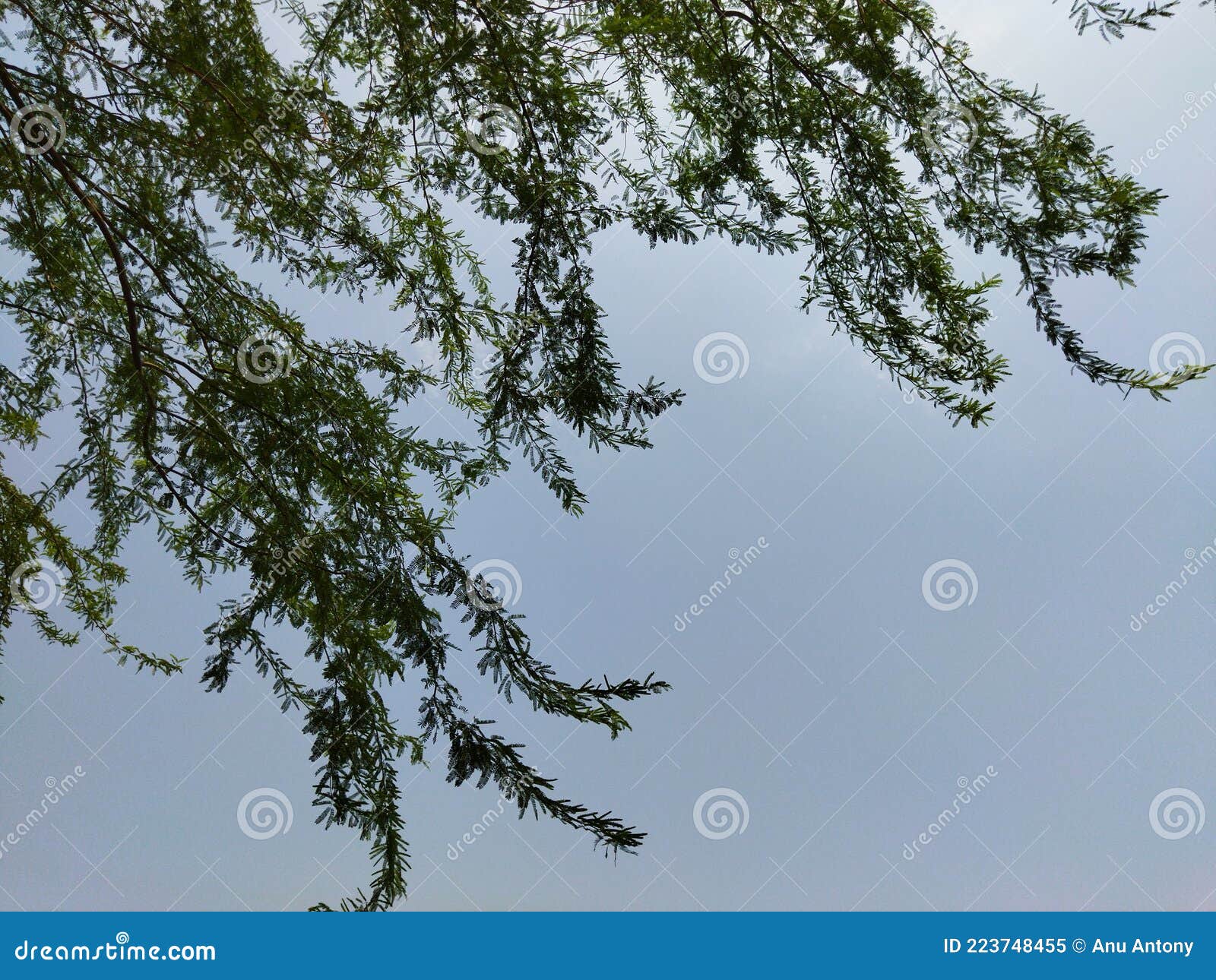 Tree branches on sky shade stock image. Image of blossom - 223748455