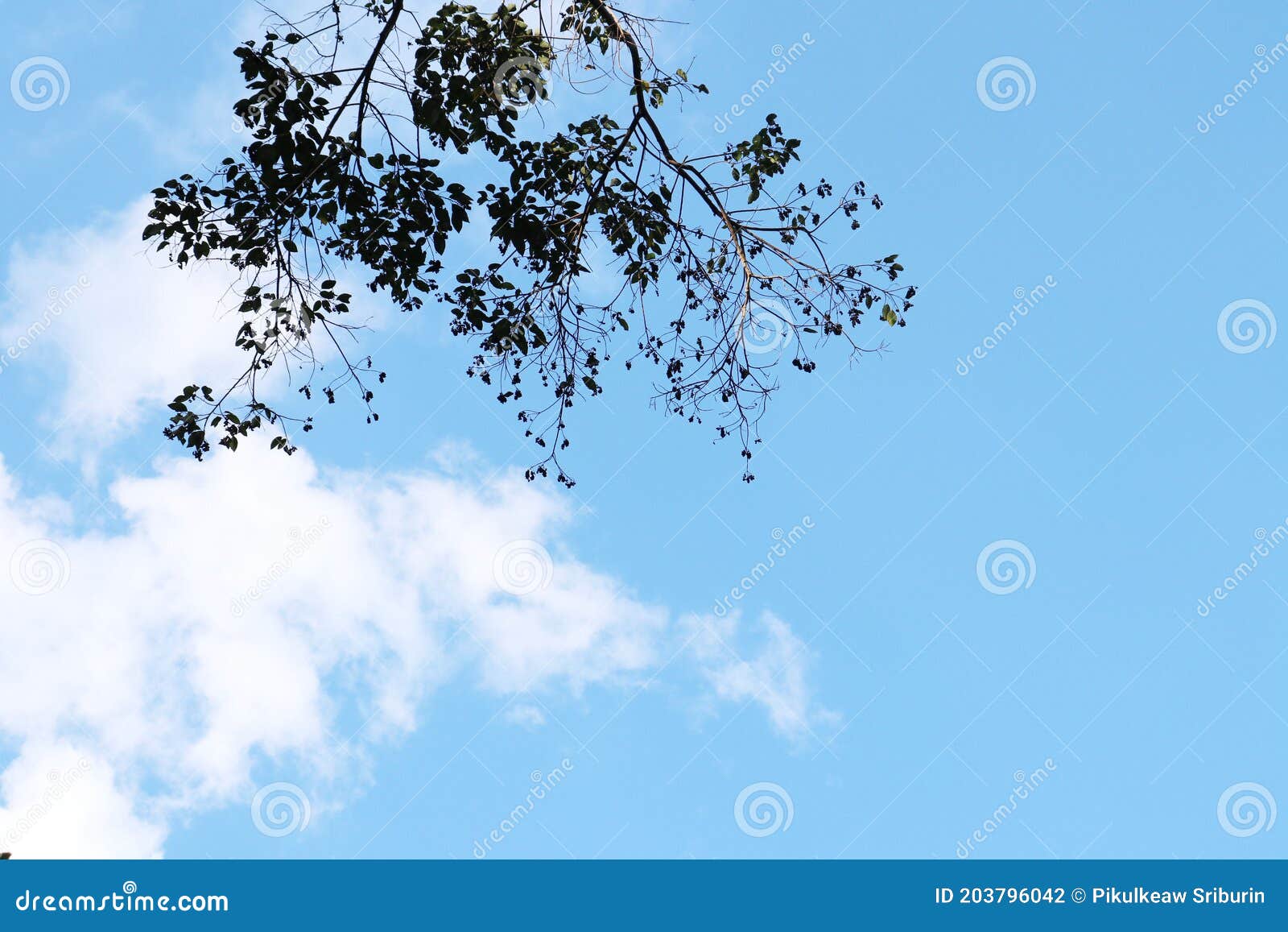 Tree branches and sky stock photo. Image of color, plant - 203796042