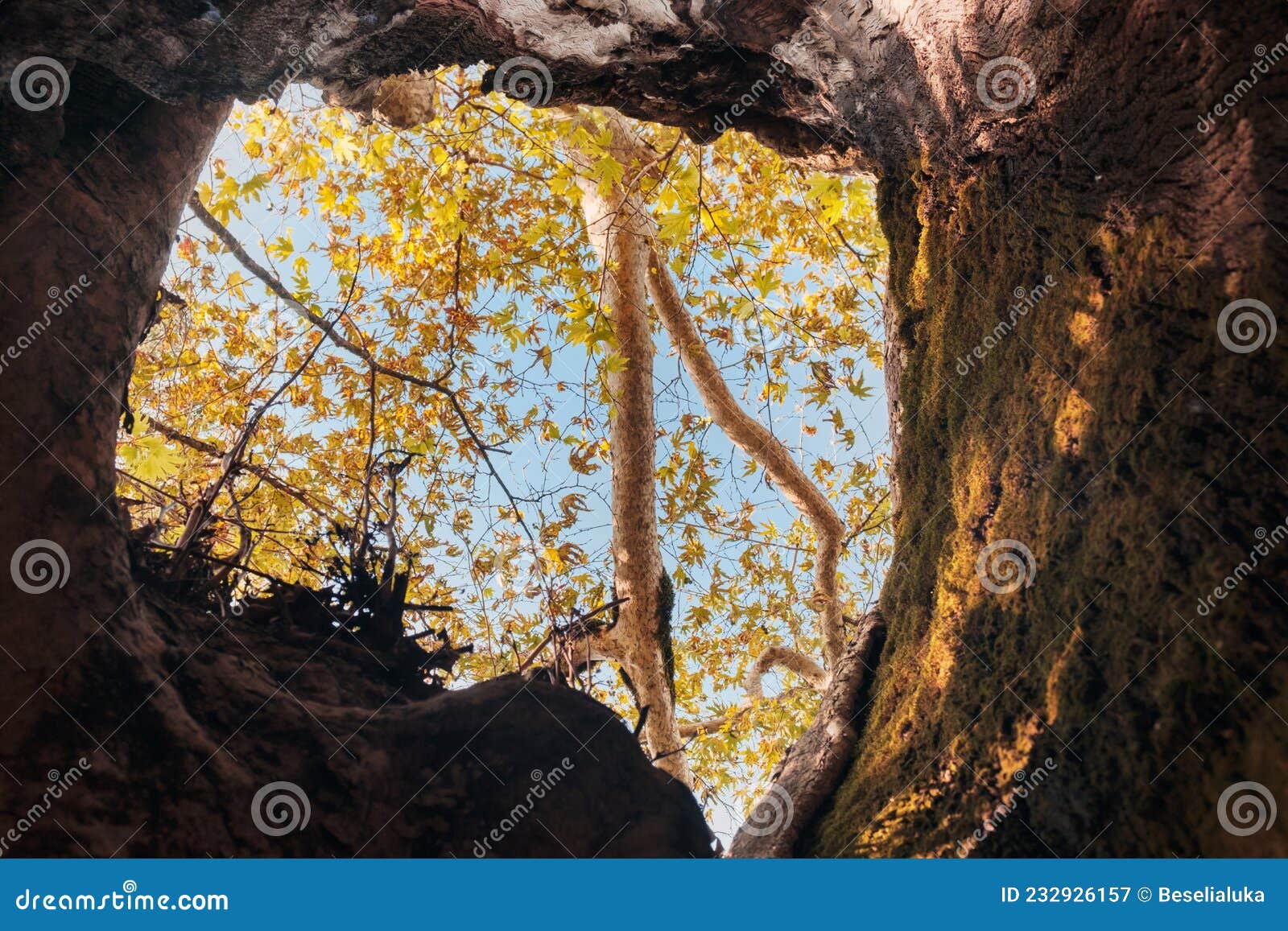Inside the Old Tree with Large Hollow Stock Image - Image of season ...