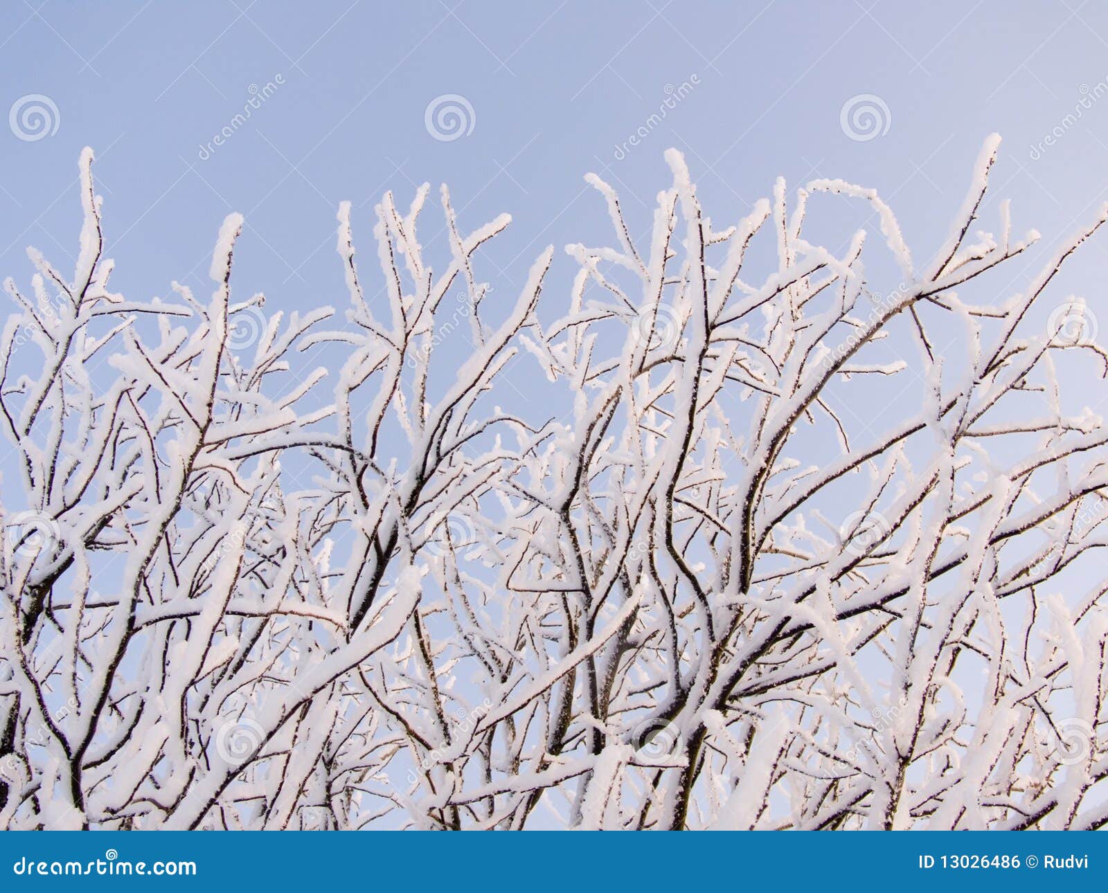 Tree branches in snow stock photo. Image of covered, tree - 13026486
