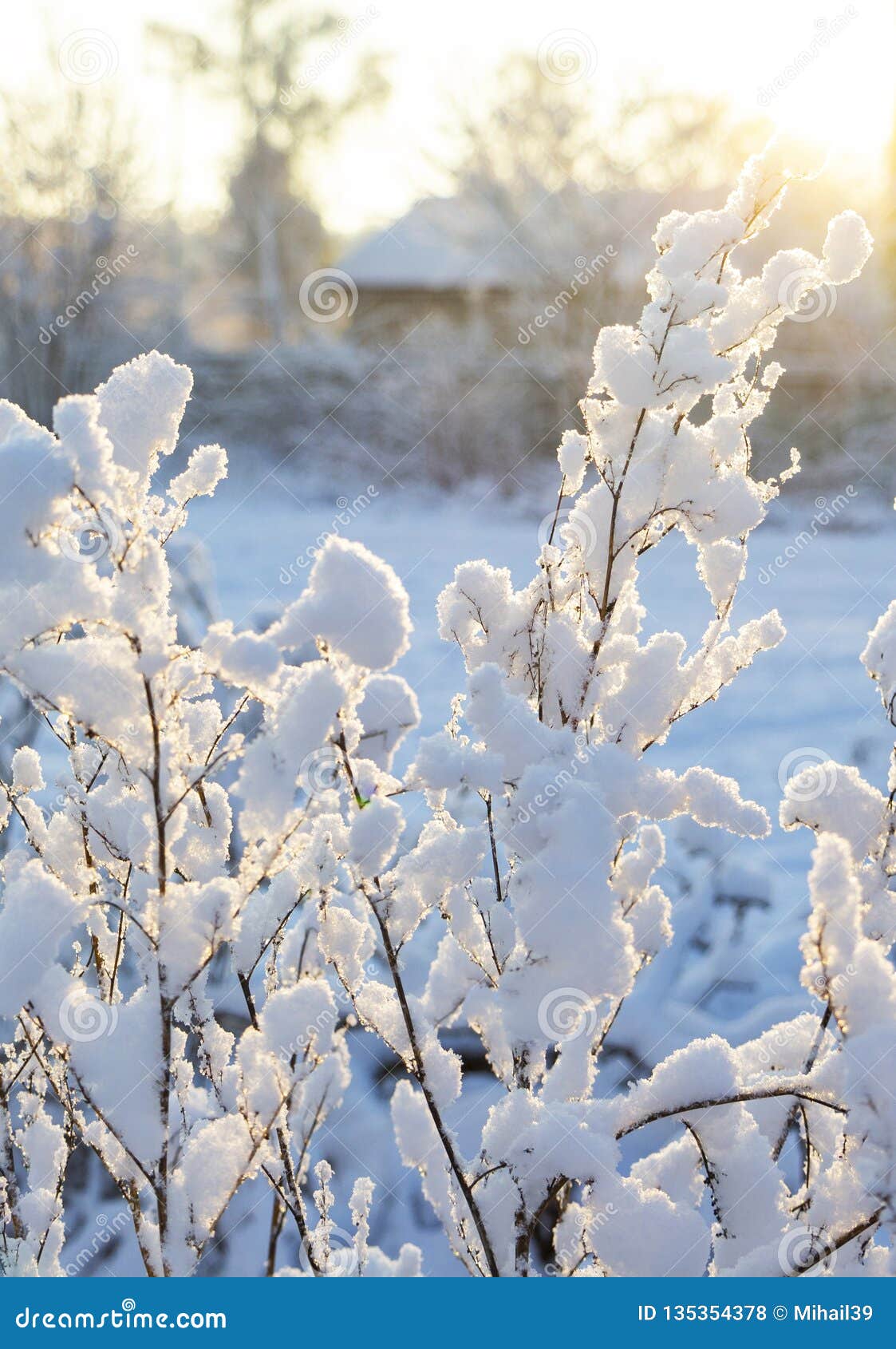 Tree Branches in the Snow Against the Setting Sun Stock Photo - Image ...