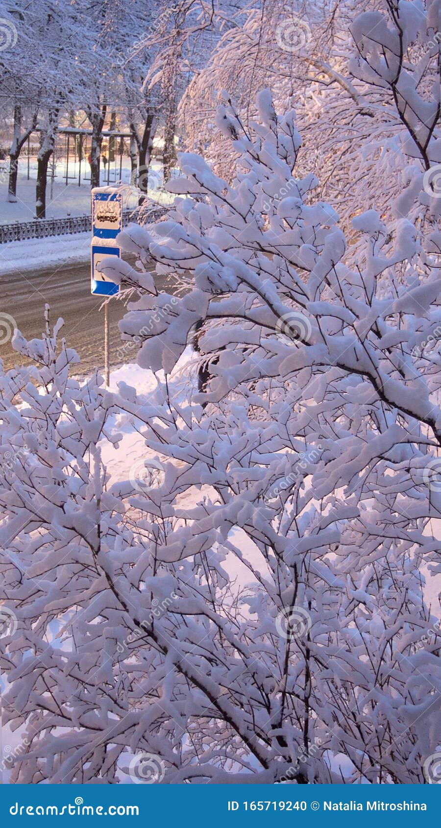 Tree Branches in the Snow Close. the View from the Window on a Snowy ...
