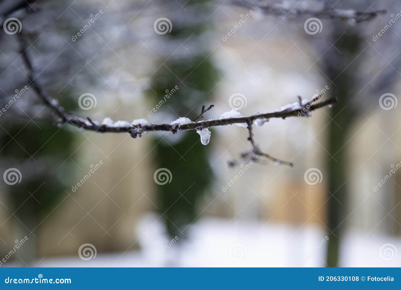 Tree Branches with Snow and Ice Stock Photo - Image of trees, scenery ...