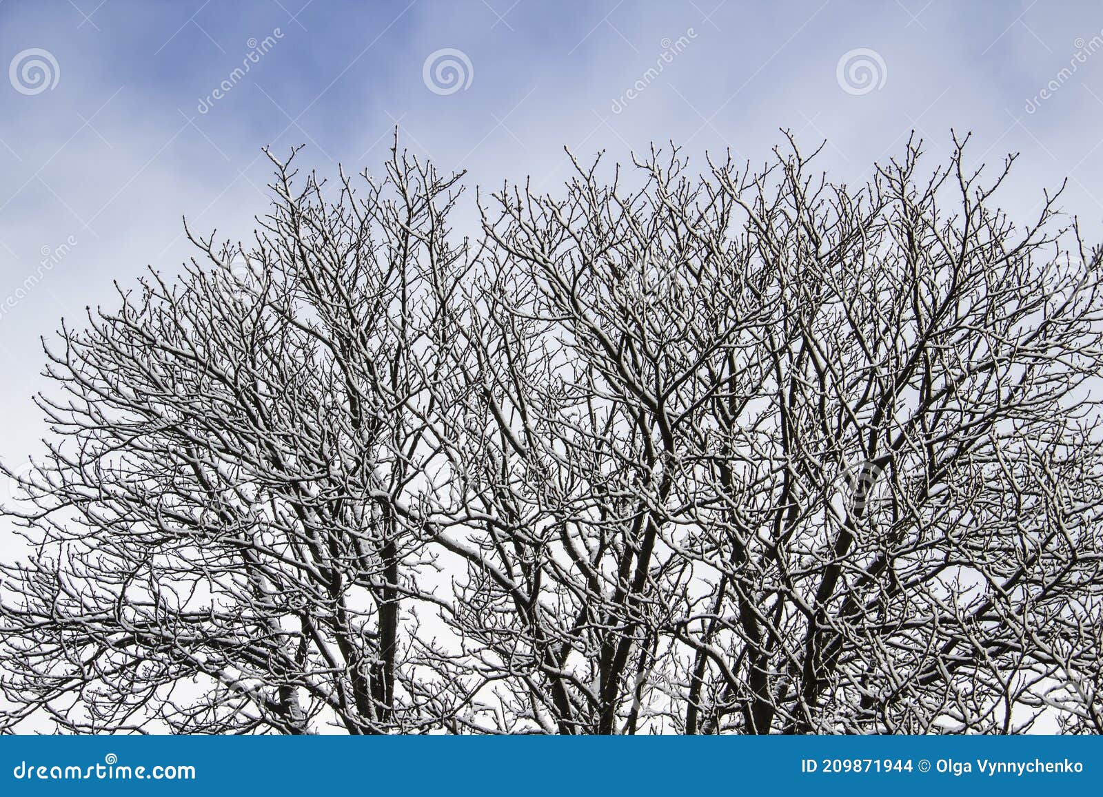 A Tree Branches with Snow on it. Looking Up To Sky through Tree ...