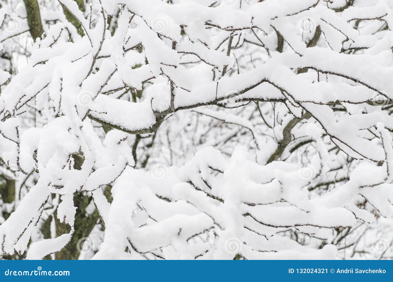 Snow covered tree branches stock image. Image of landscape - 132024321