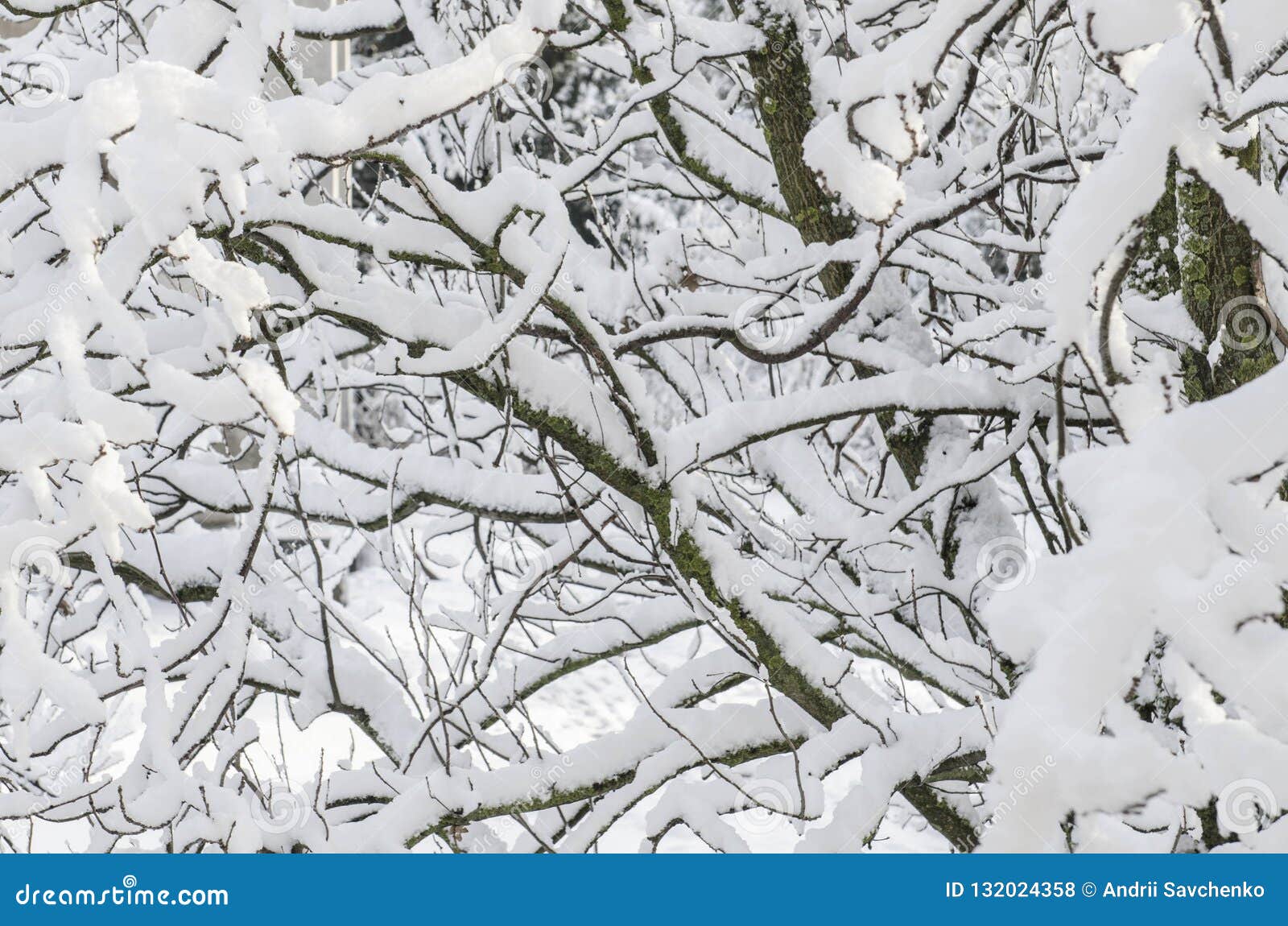 Snow covered tree branches stock photo. Image of cold - 132024358