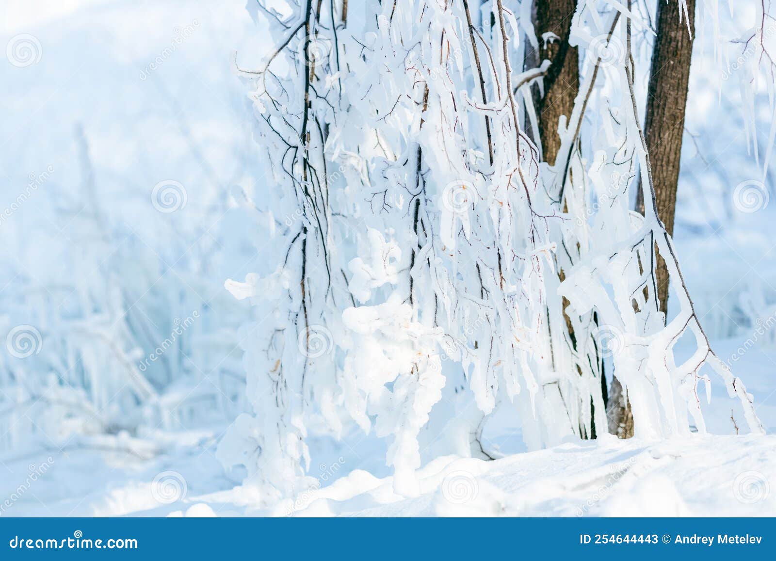 Tree Branches with Snow Stuck To the Tree Trunks in the Winter Forest ...