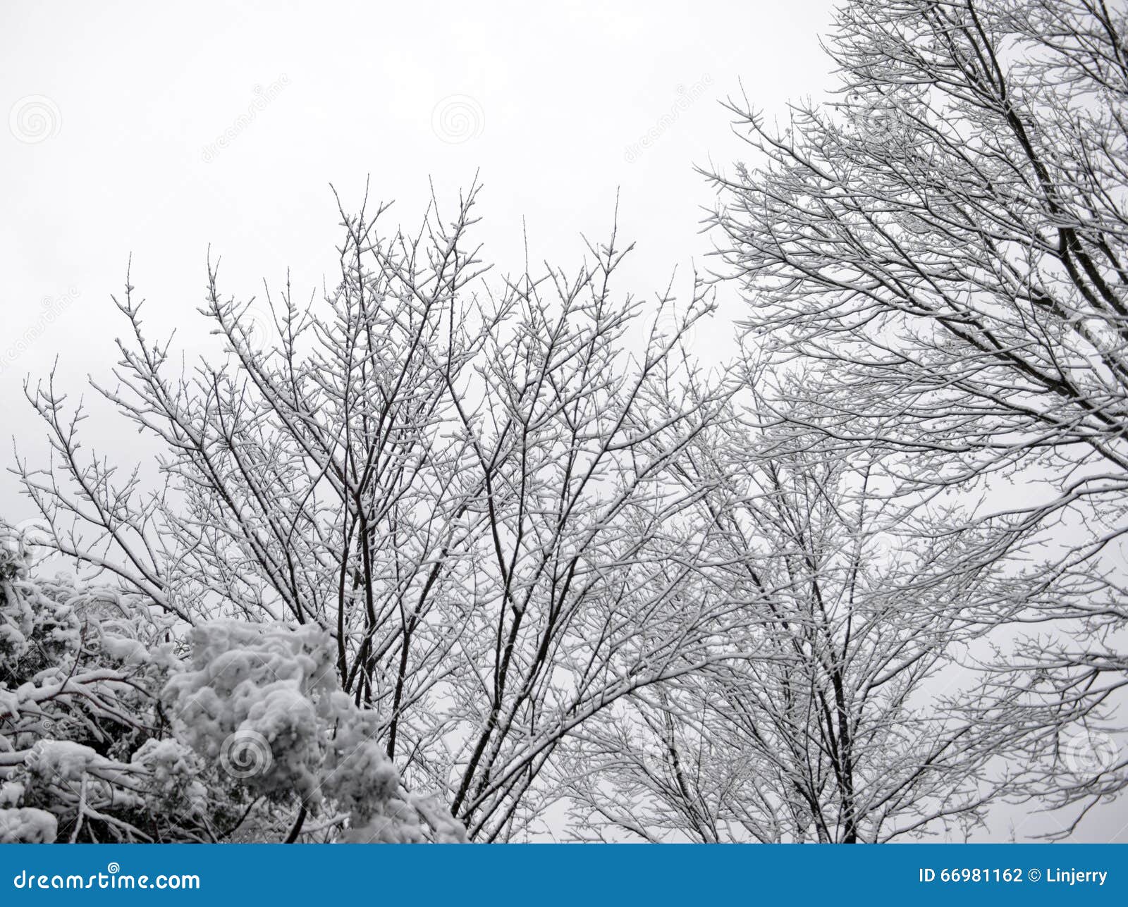 Tree branches in the snow stock photo. Image of cold - 66981162