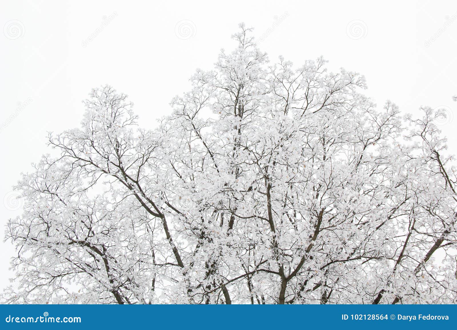 Tree Branches on a Snowy Day in the Winter Forest Stock Photo - Image ...
