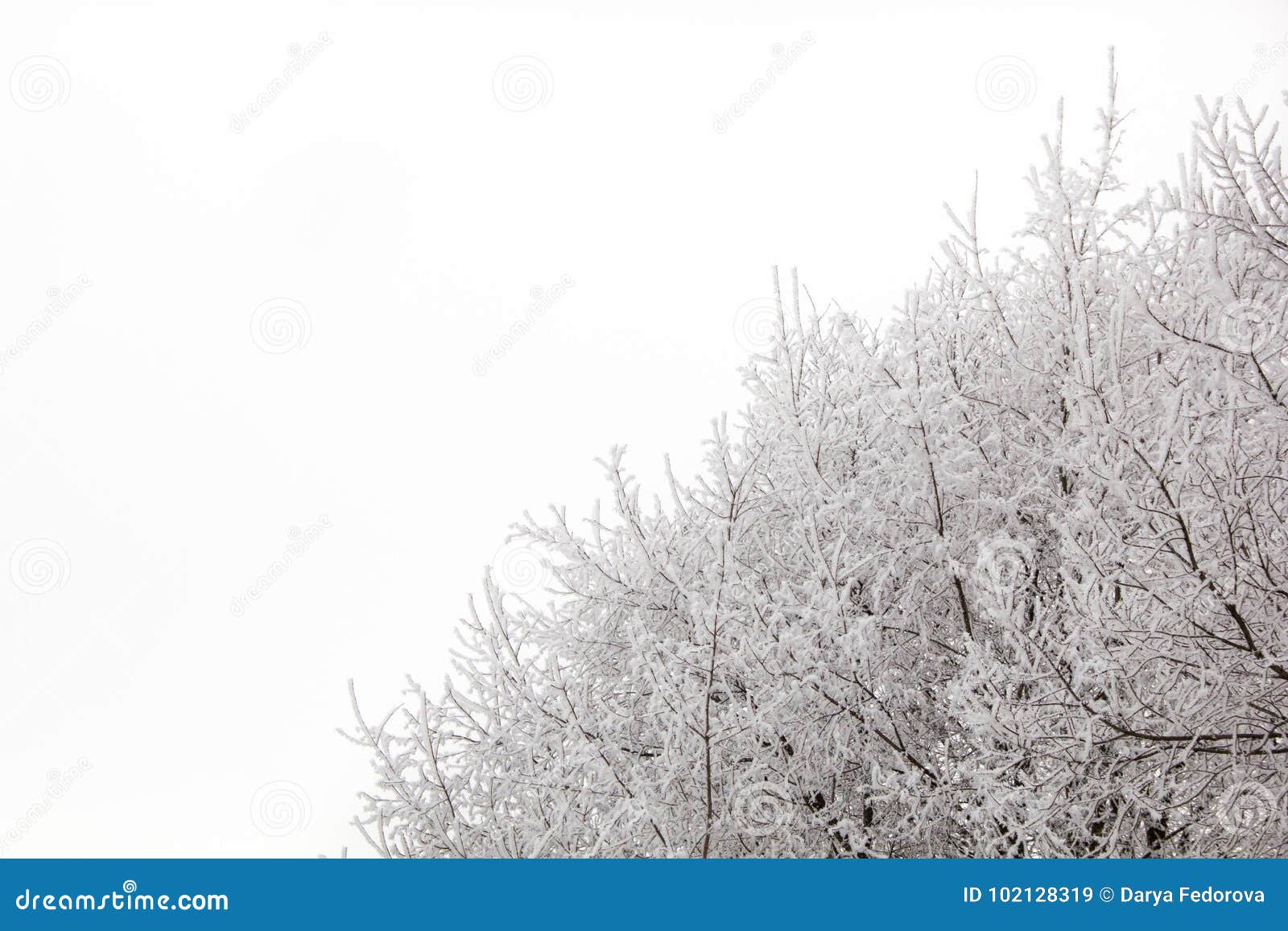 Tree Branches on a Snowy Day in the Winter Forest Stock Image - Image ...