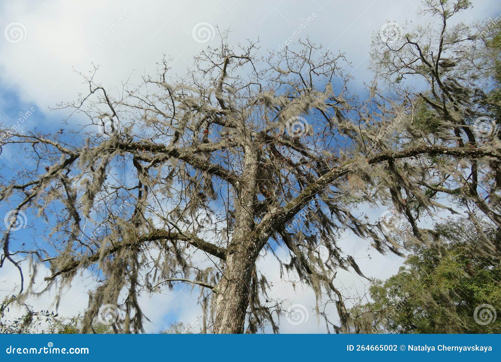 Tree Branches with Spanish Moss on Blue Sky and Clouds Stock Photo ...