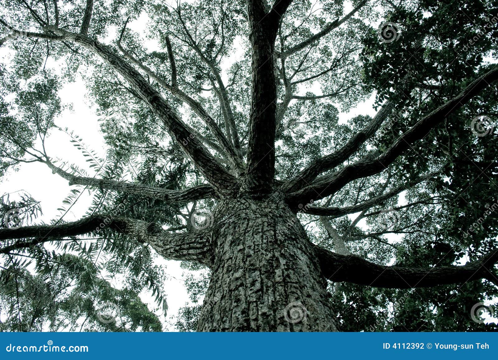 Tree with Branches Spred Out Stock Photo - Image of nature, forest: 4112392