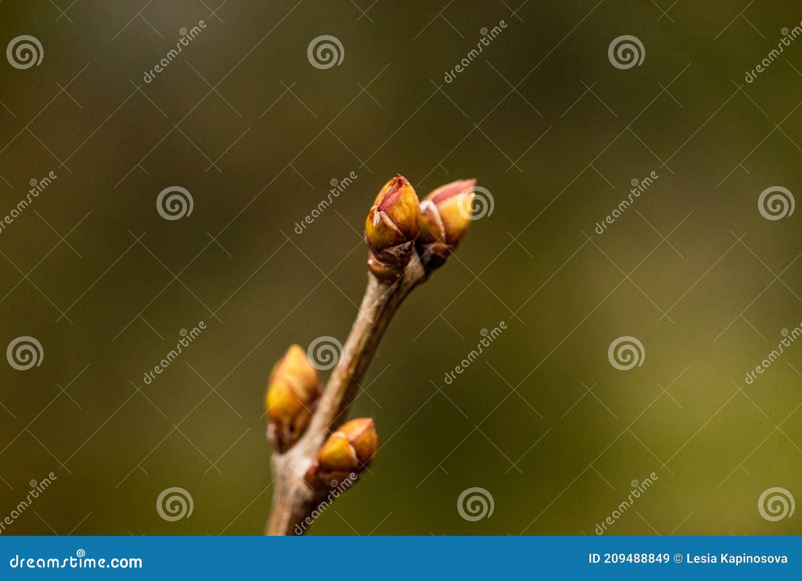 Tree Branches with Spring Green Budding Leaves Closeup. Springtime ...