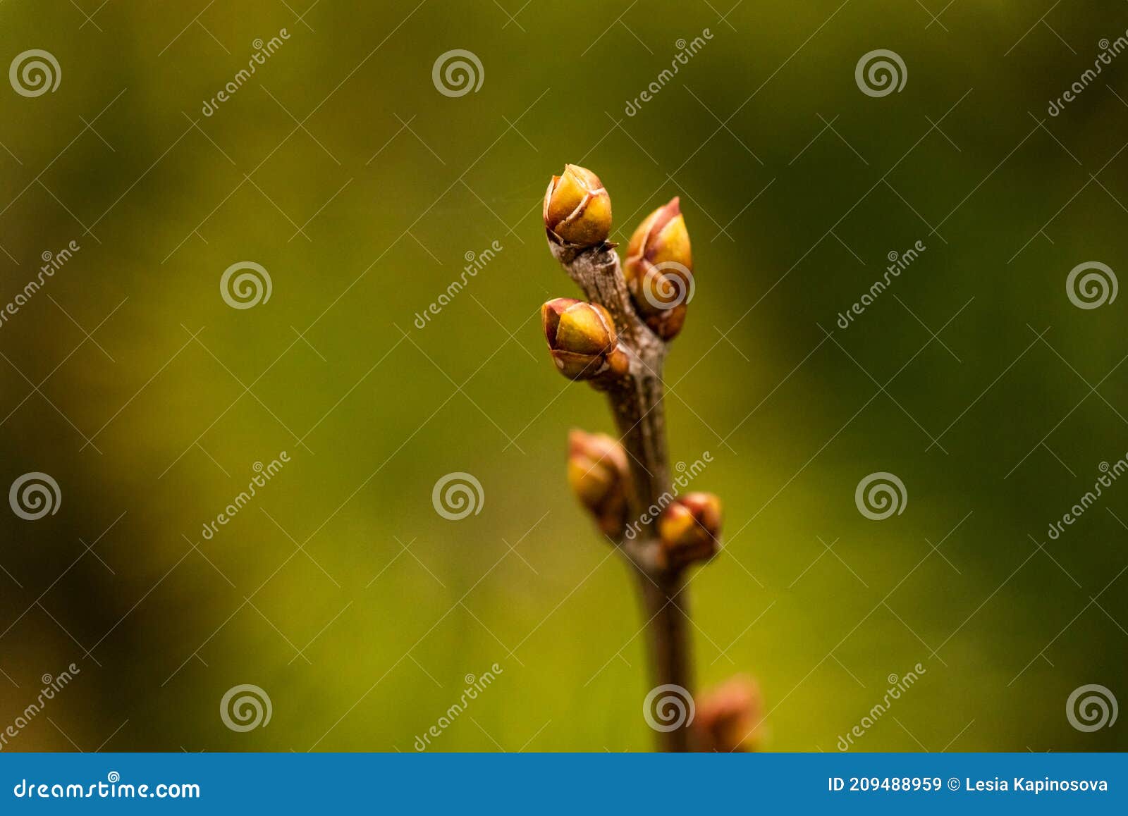 Tree Branches with Spring Green Budding Leaves Closeup. Springtime ...