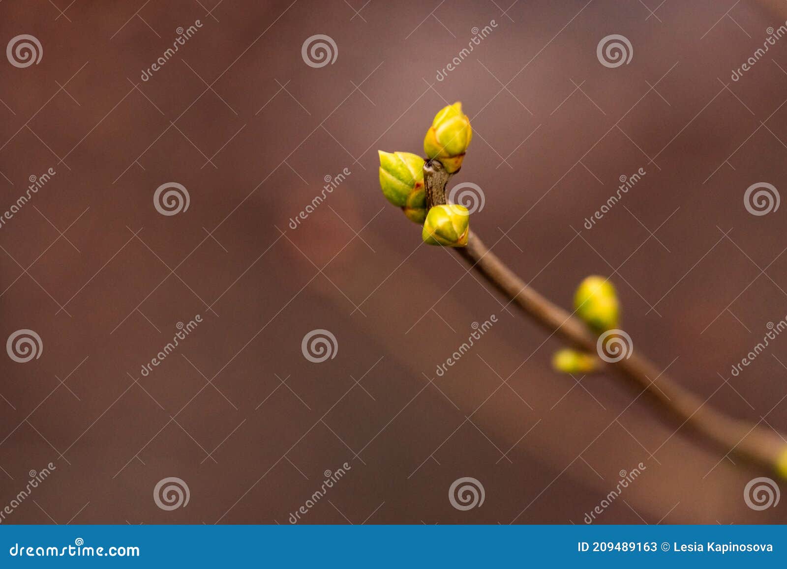 Tree Branches with Spring Green Budding Leaves Closeup. Springtime ...