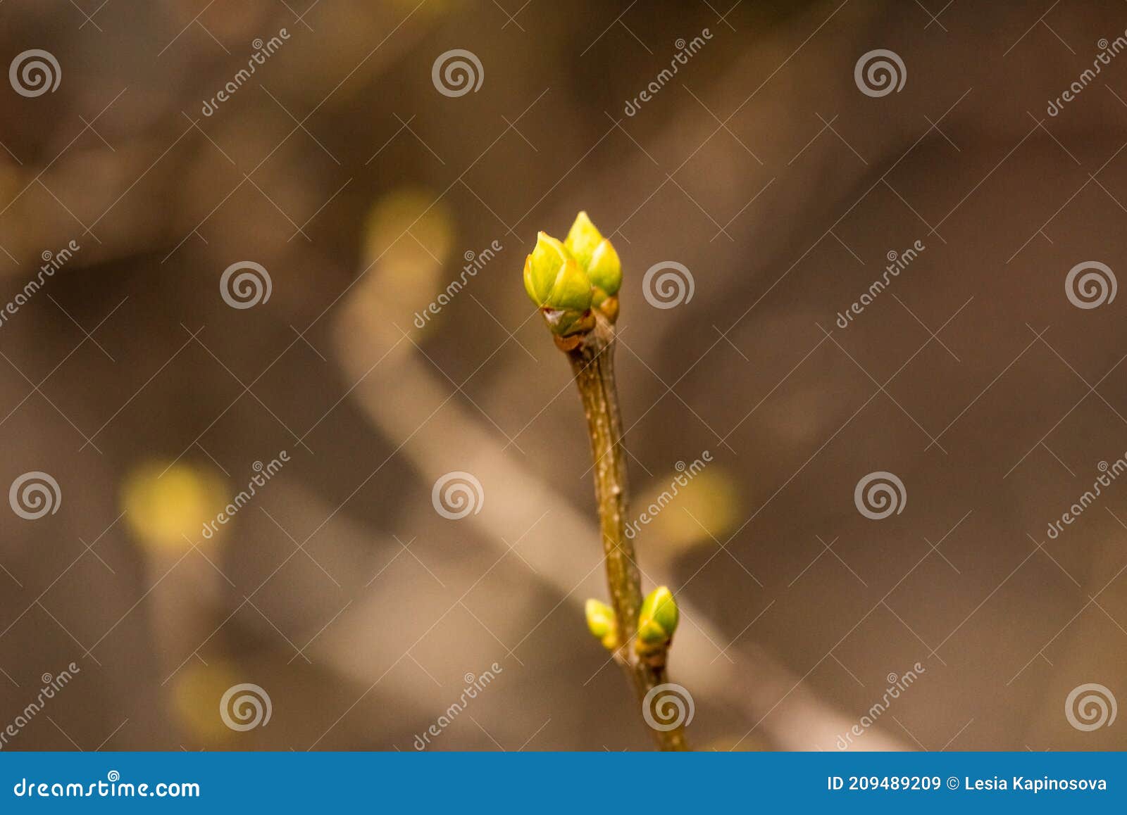 Tree Branches with Spring Green Budding Leaves Closeup. Springtime ...